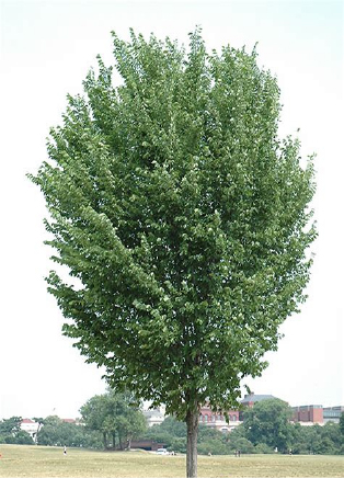 Trees For Sale – Hughes Tree Service