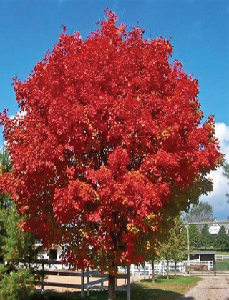 Trees For Sale – Hughes Tree Service