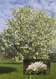 Trees For Sale – Hughes Tree Service